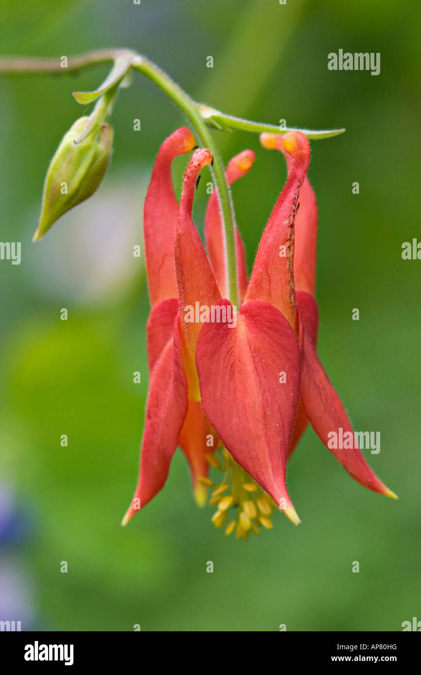 Columbine drops hi-res stock photography and images - Alamy
