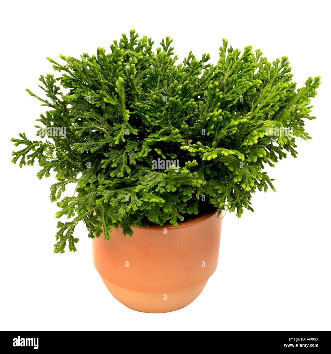 Spike Moss Spikemoss Creeping Moss Selaginella martensii potted plant ...