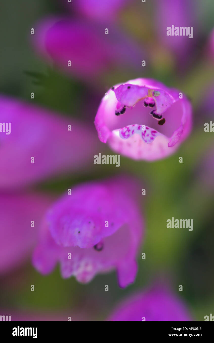 false dragonhead obedient plant physostegia virginiana p keywords false ...