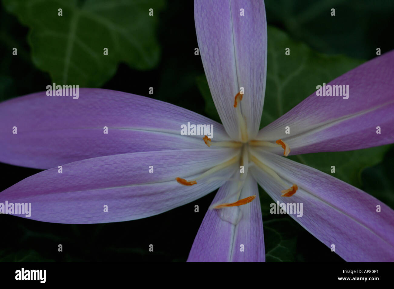 Pllll hi-res stock photography and images - Alamy