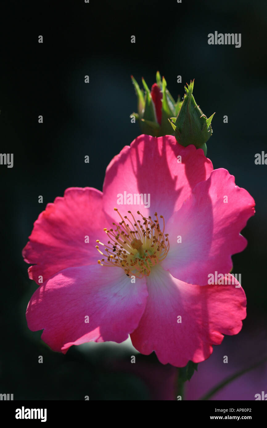 floribunda rose chuckles rosa p keywords floribunda rose rosa chuckles ...