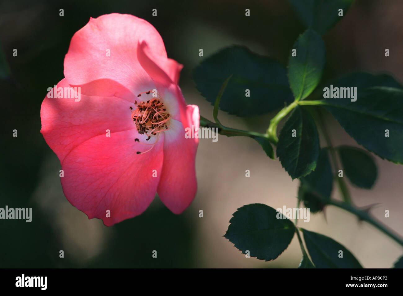 Knockout Shrub Rose High Resolution Stock Photography and Images - Alamy