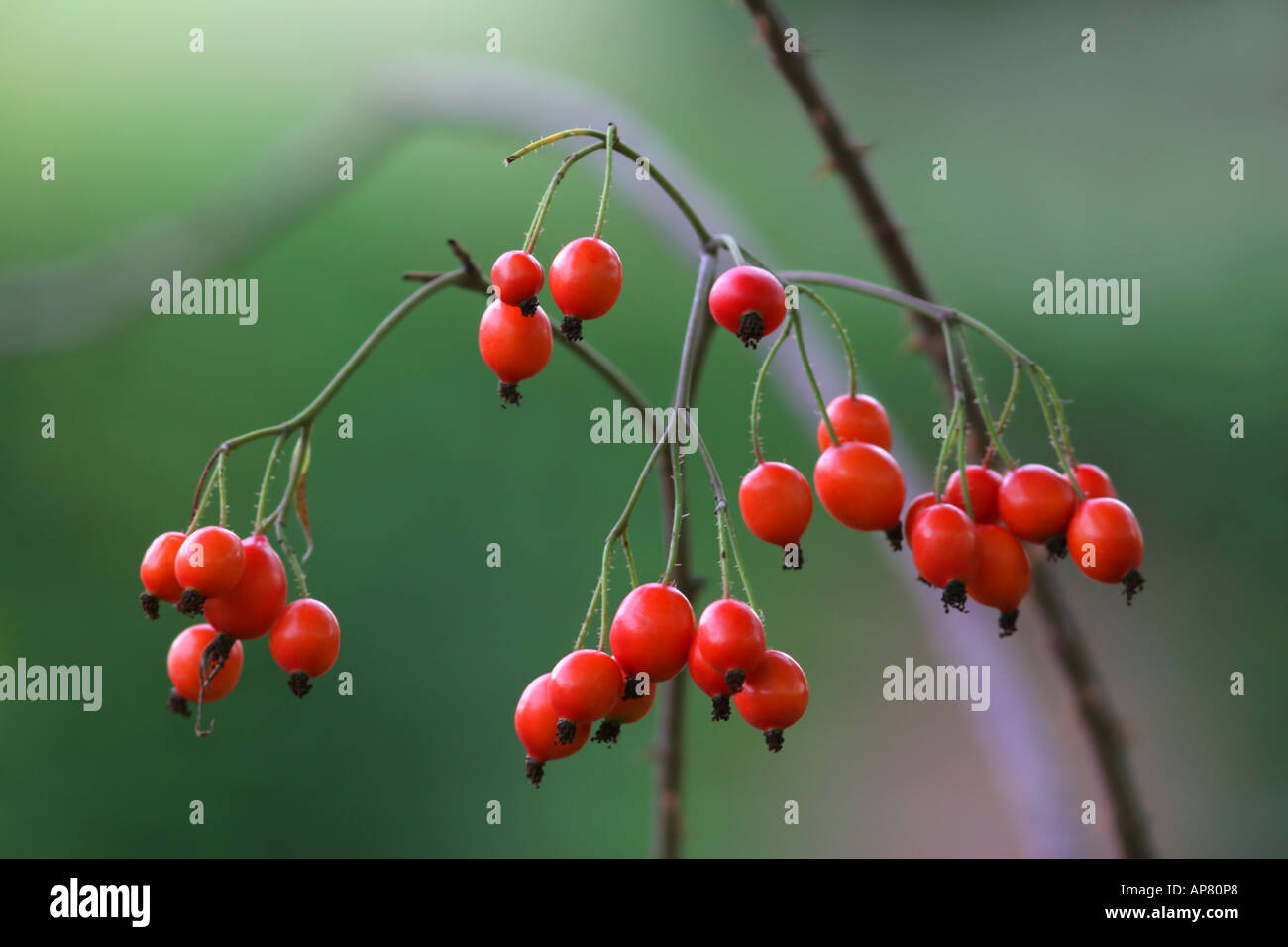 redleaf rose hips rosa glauca p keywords redleaf rose rosa glauca rose ...