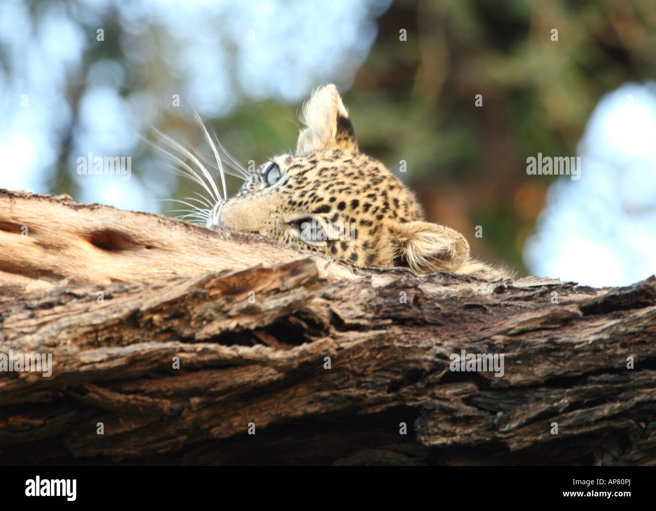 Baby leopard hi-res stock photography and images - Alamy