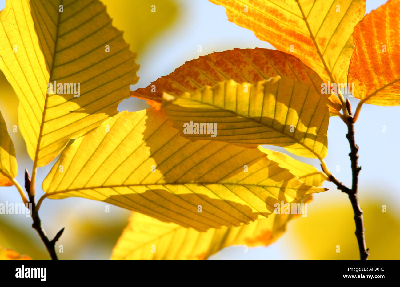 american beech fall foliage fagus grandifolia fagaceae p keywords ...