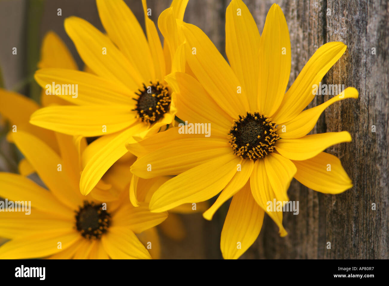 Pllll hi-res stock photography and images - Alamy