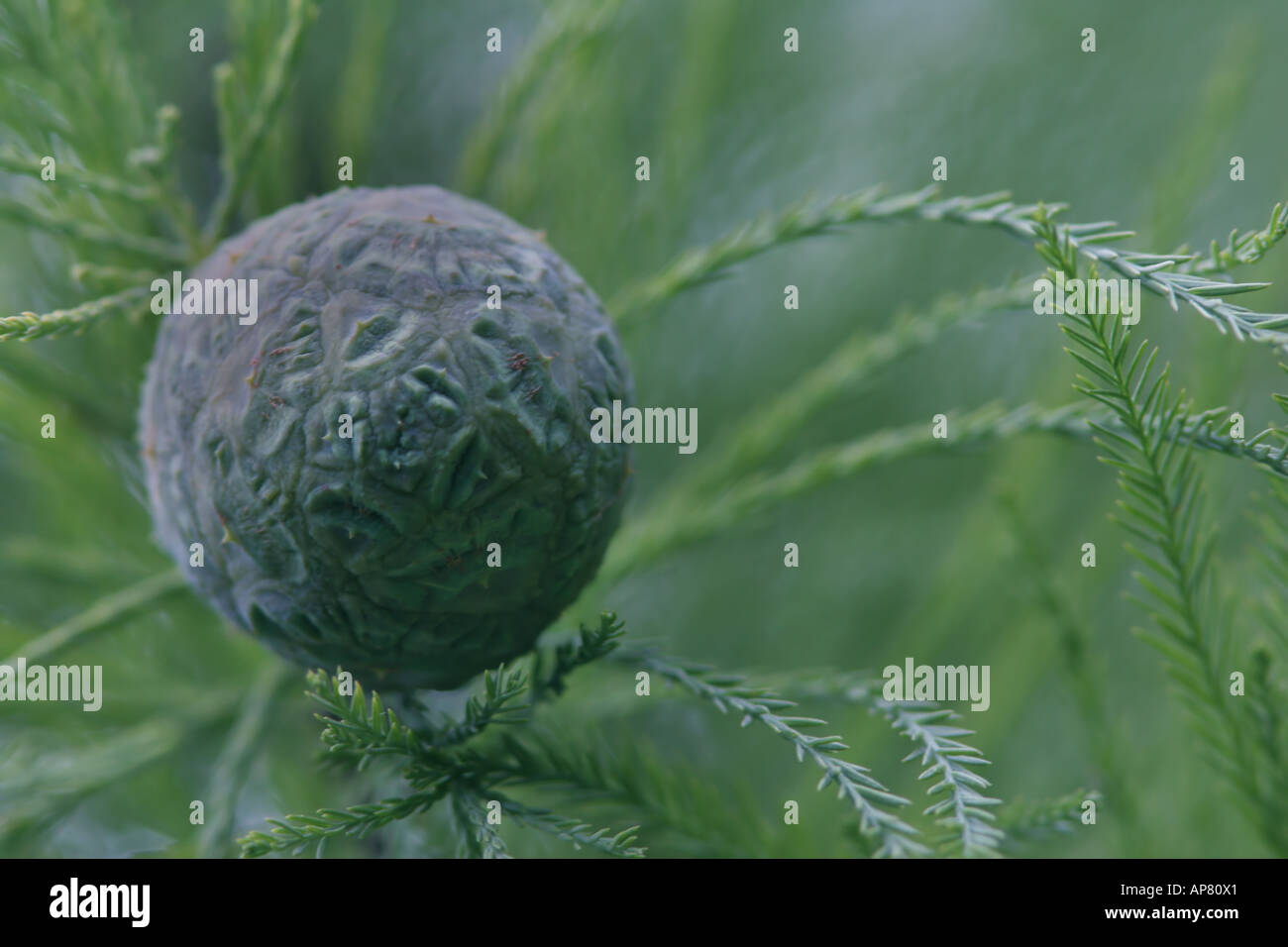 bald cypress cone taxodium distichum p keywords bald cypress cone ...