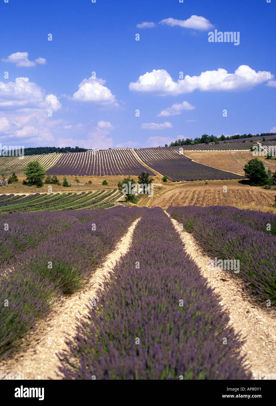 Lavender fields Pays de Sault Vaucluse Provence France Stock Photo - Alamy