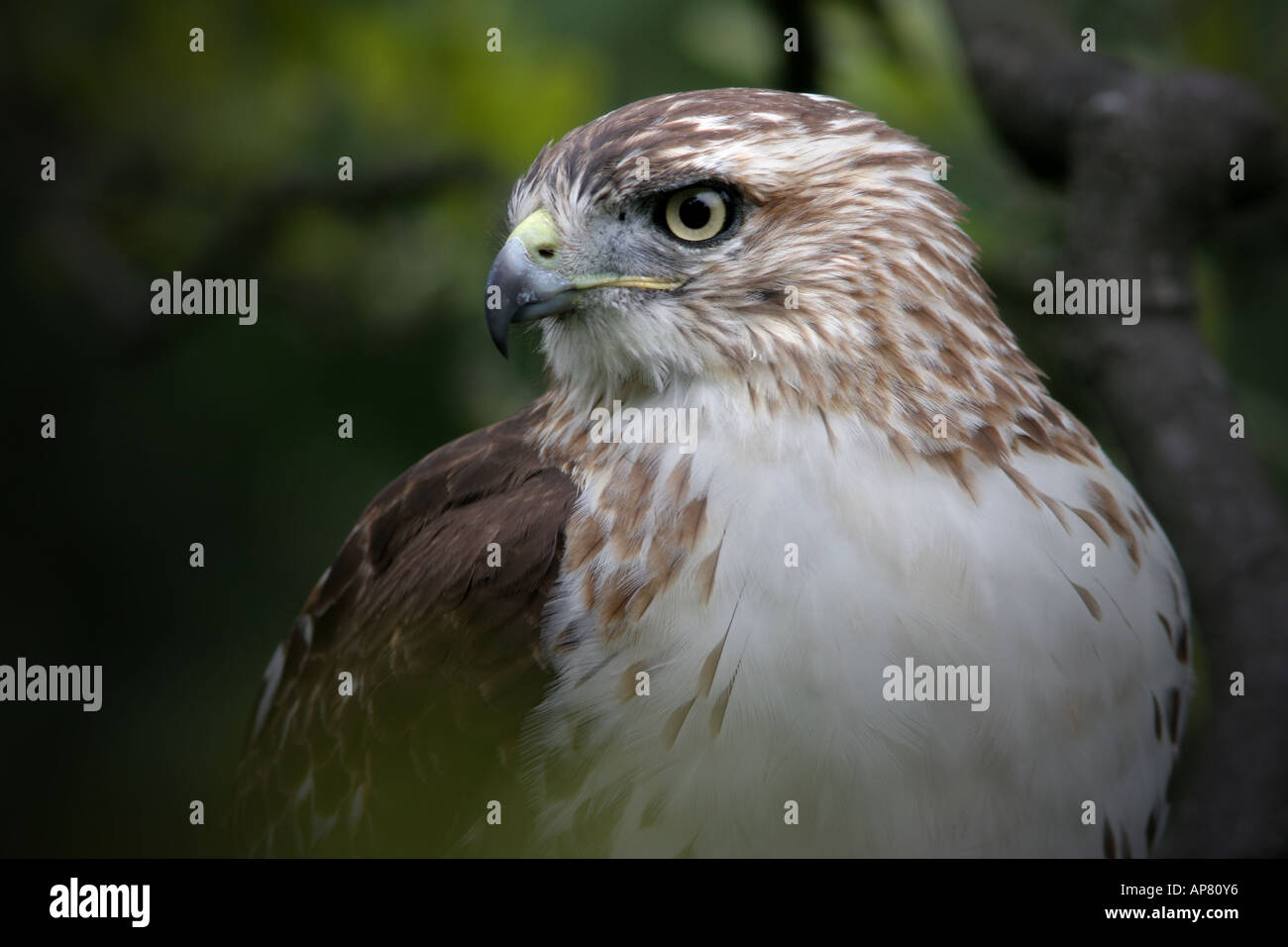 Juvenile red tailed hawks hi-res stock photography and images - Alamy