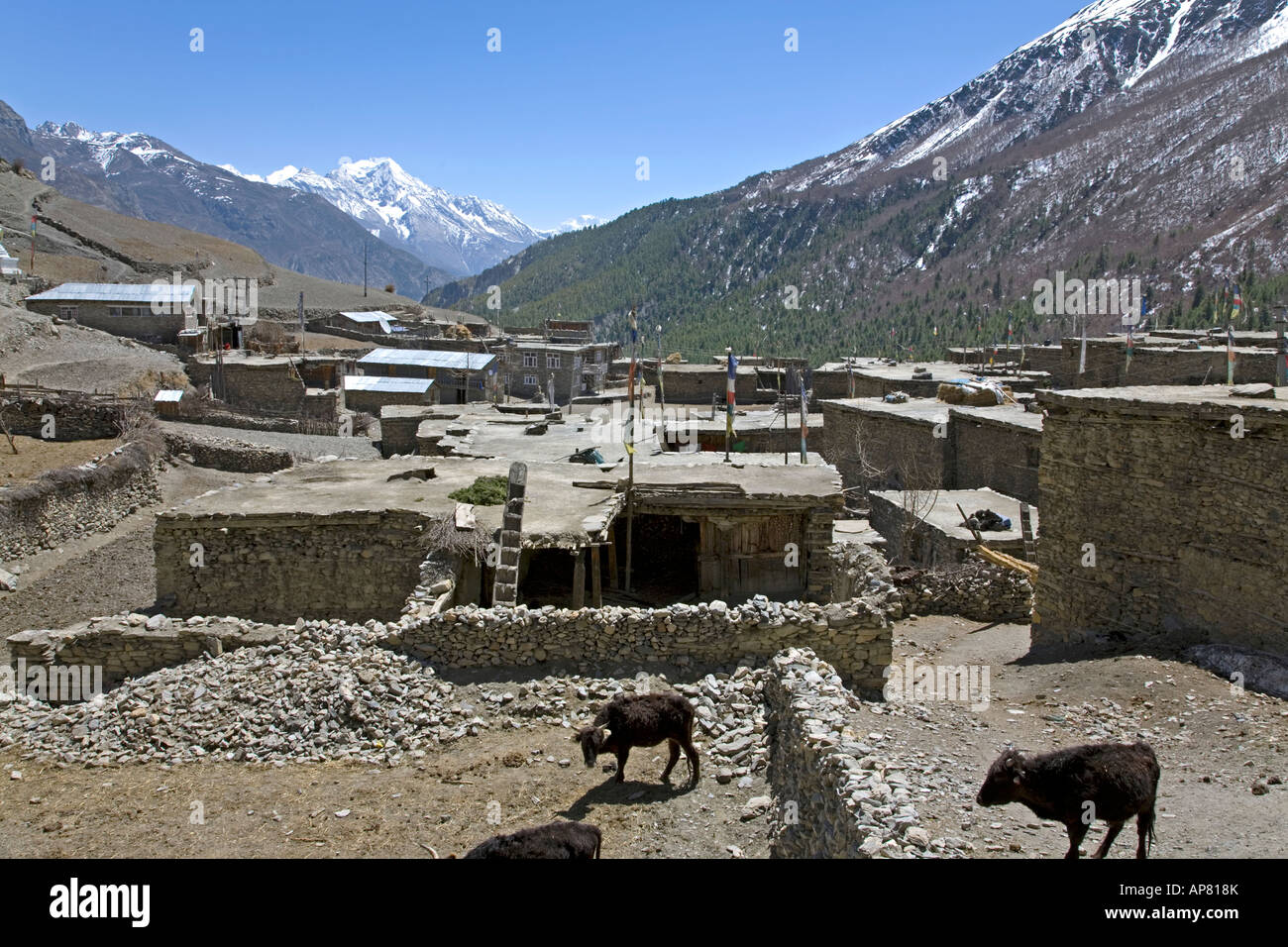 Khangsar village. On the way to Tilicho Lake. Annapurna circuit trek ...
