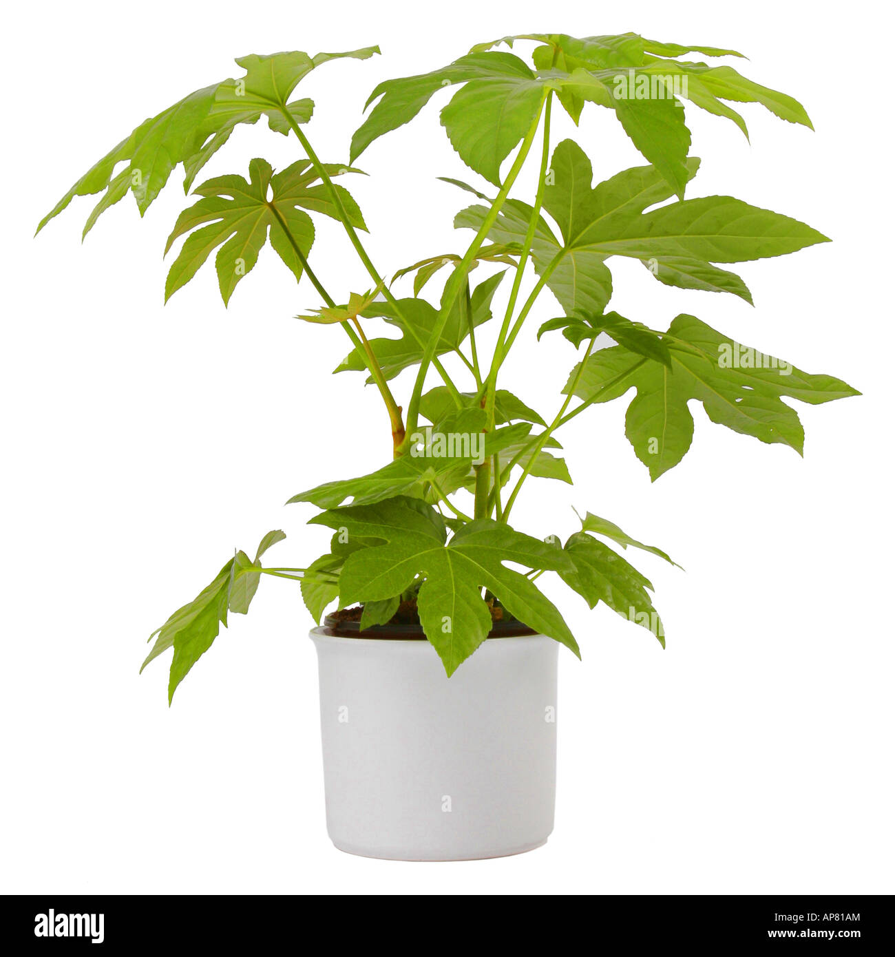Japanese Aralia Fatsia japonica potted plant Stock Photo - Alamy