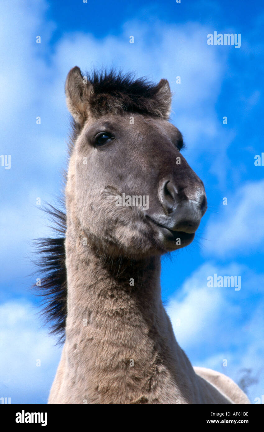 Caballos tarpan hi-res stock photography and images - Alamy