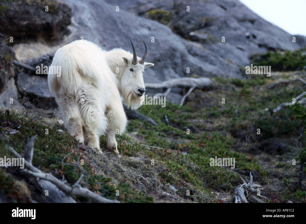 Mountain Goat (Oreamnos americanus) standing on mountain Stock Photo ...