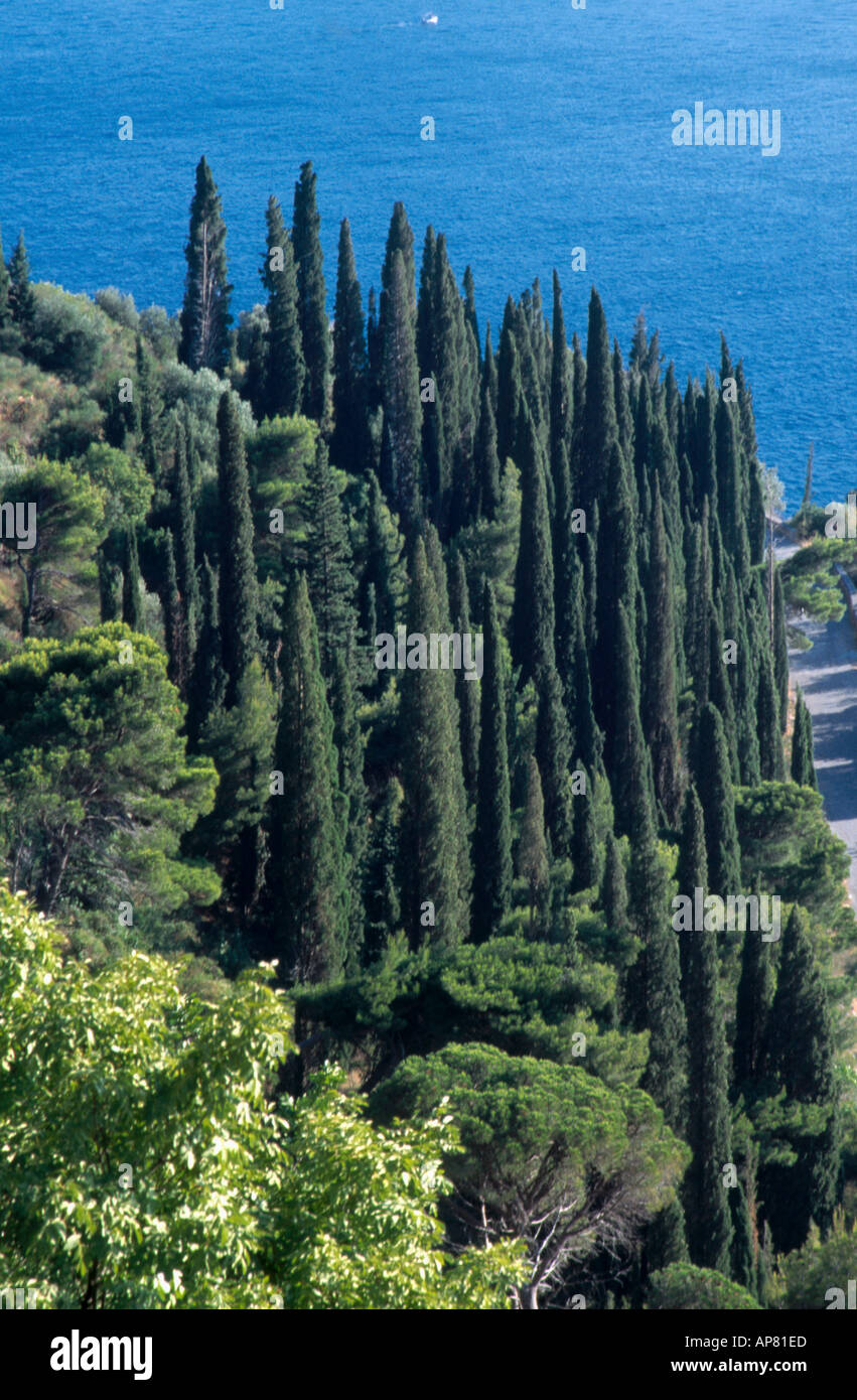 Tall trees on the coast , Dalmatia, Croatia Stock Photo - Alamy