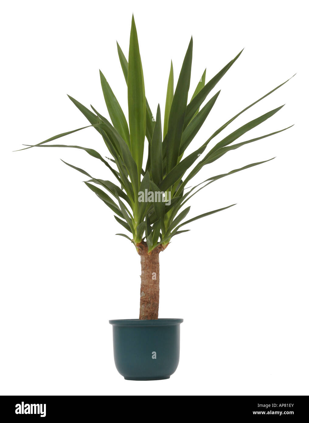 Elephant Yucca Yucca elephantipes potted plant Stock Photo - Alamy