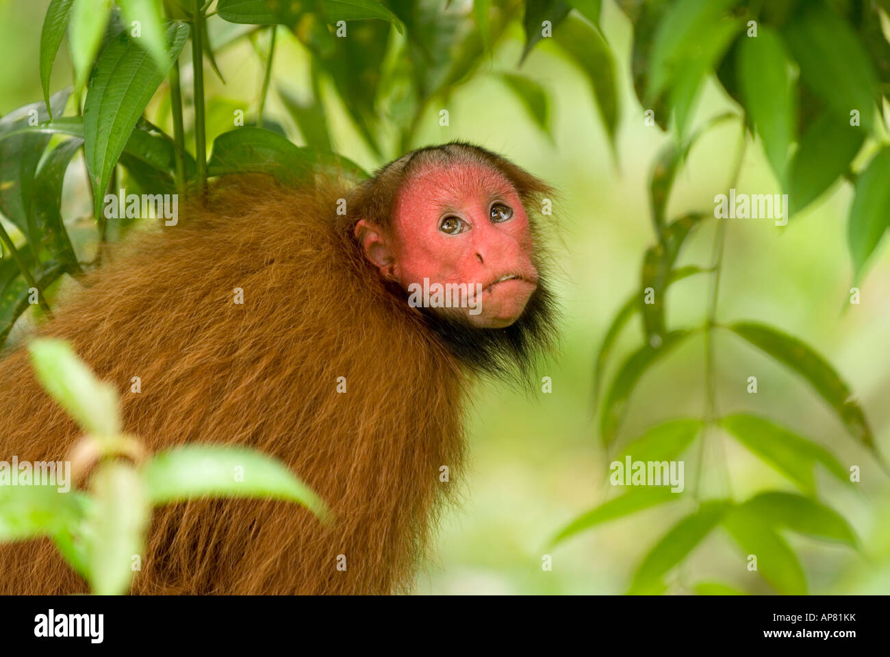 RED UAKARI MONKEY Cacajao calvus ucayalii Stock Photo - Alamy