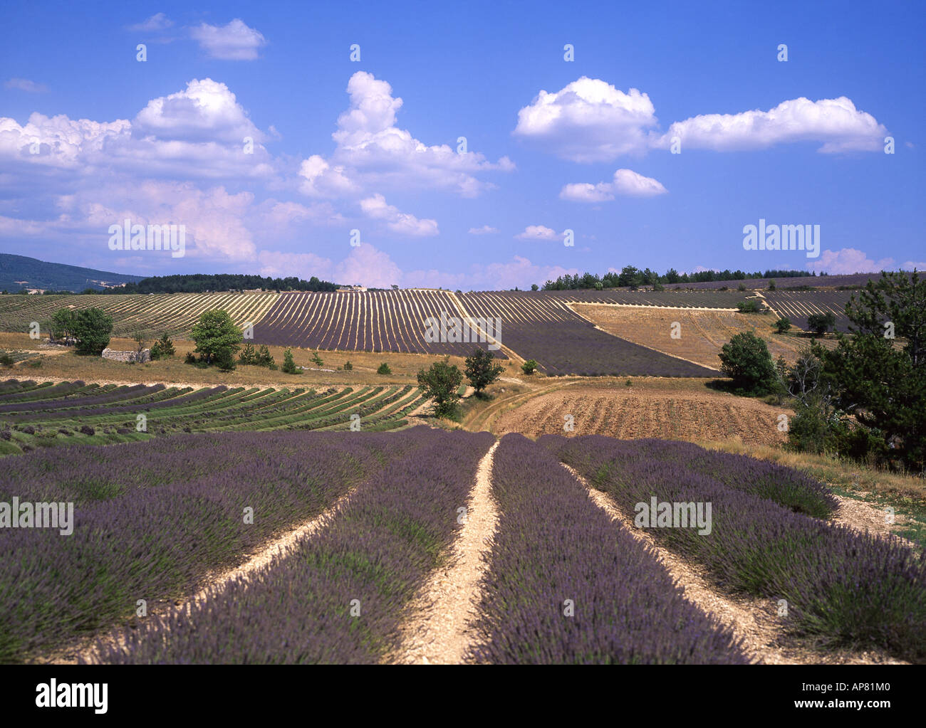 Lavender fields Pays de Sault Vaucluse Provence France Stock Photo - Alamy
