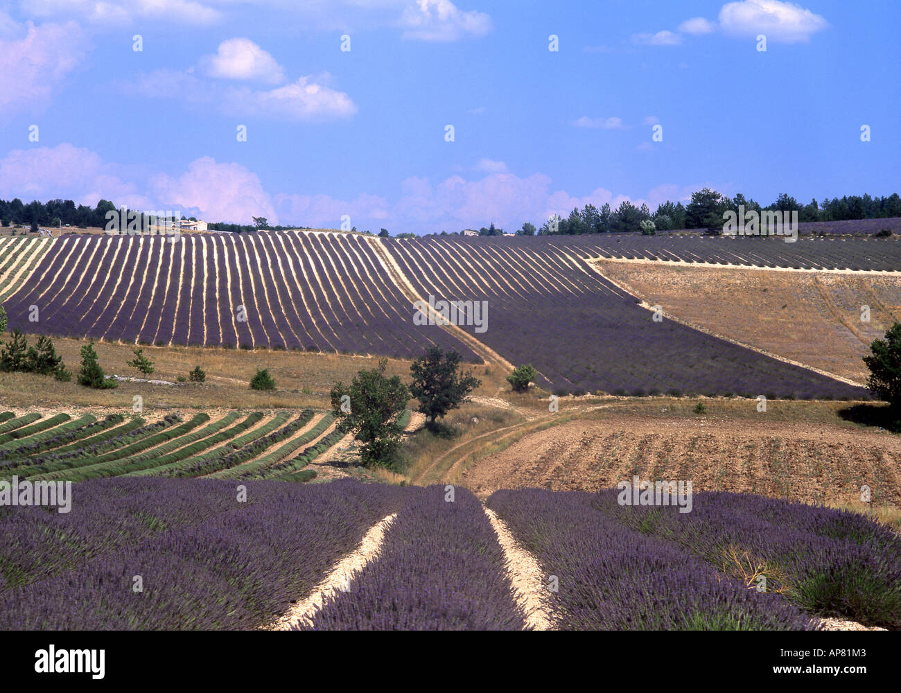 Lavender fields Pays de Sault Vaucluse Provence France Stock Photo - Alamy