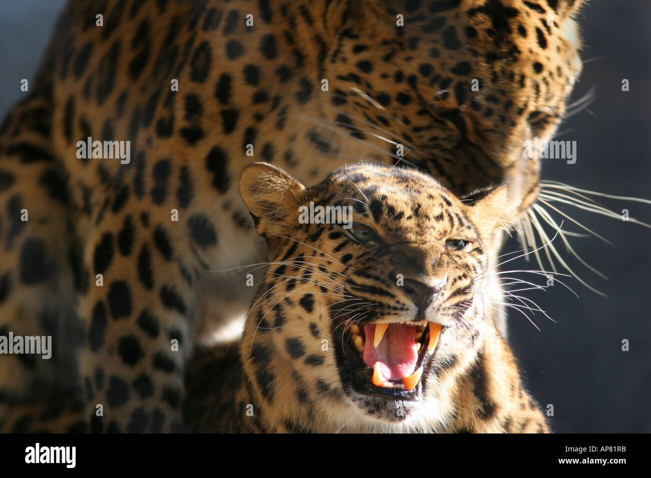 Couple Of Amur Leopards Panthera Pardus Orientalis Engaged In Mating
