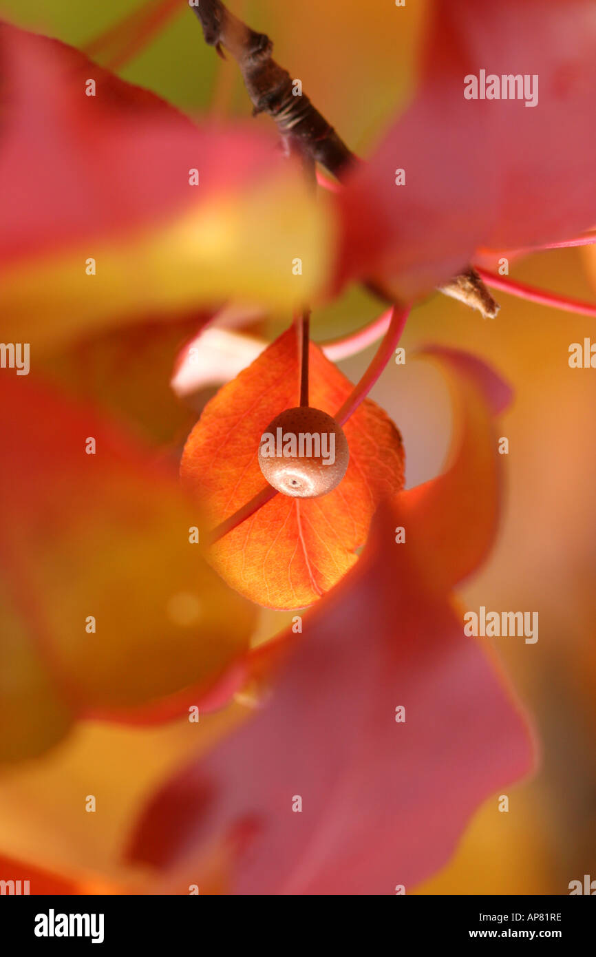 Pear tree in autumn colors hi-res stock photography and images - Alamy