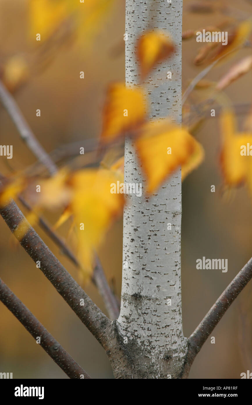 Whitespire hi-res stock photography and images - Alamy