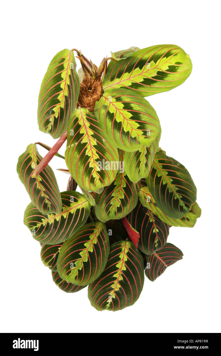 Prayer Plant Red veined Maranta Maranta leuconeura Erythroneura potted ...