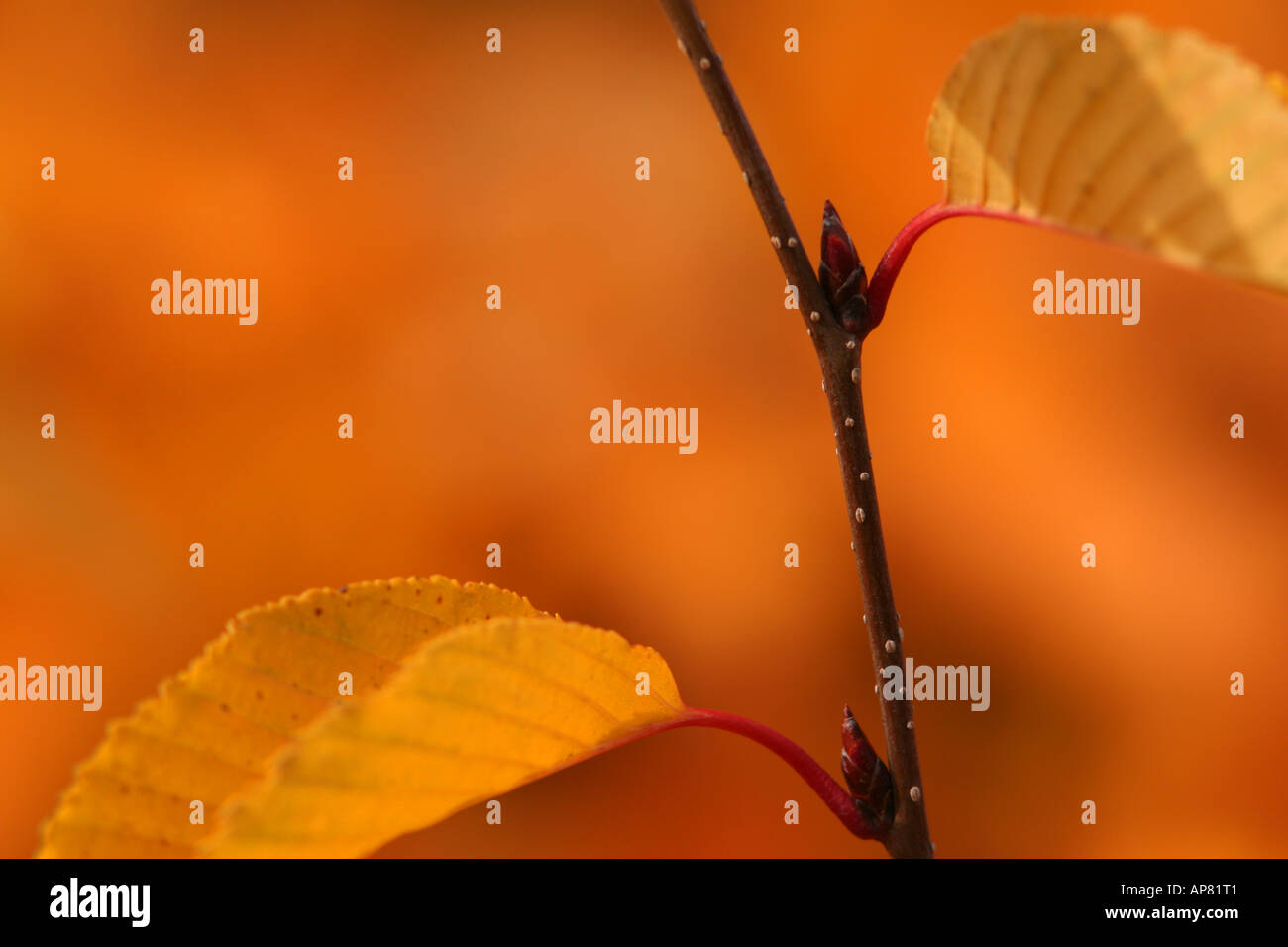 Pllll hi-res stock photography and images - Alamy