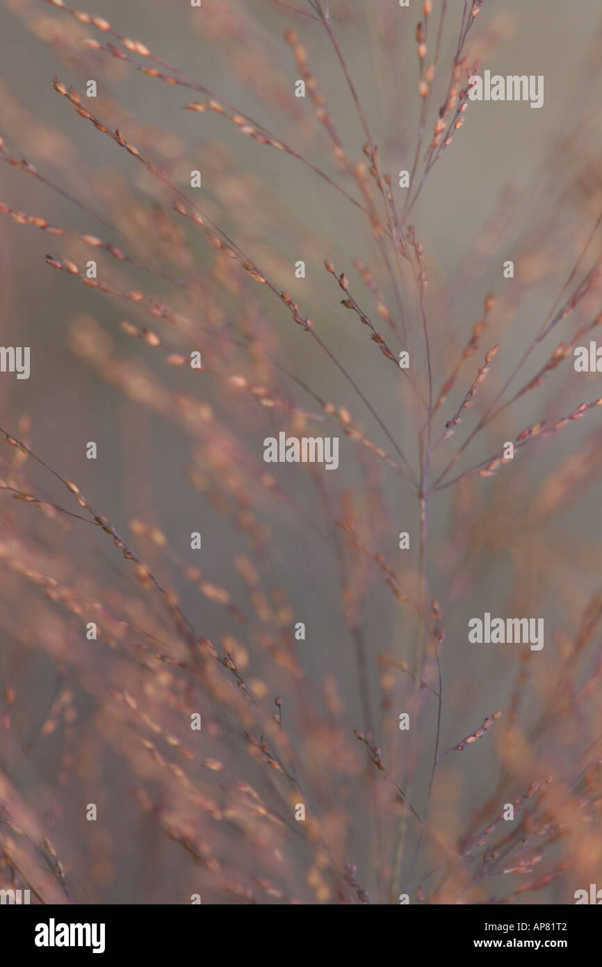 blue switch grass dallas blues panicum virgatum poaceae p keywords blue ...