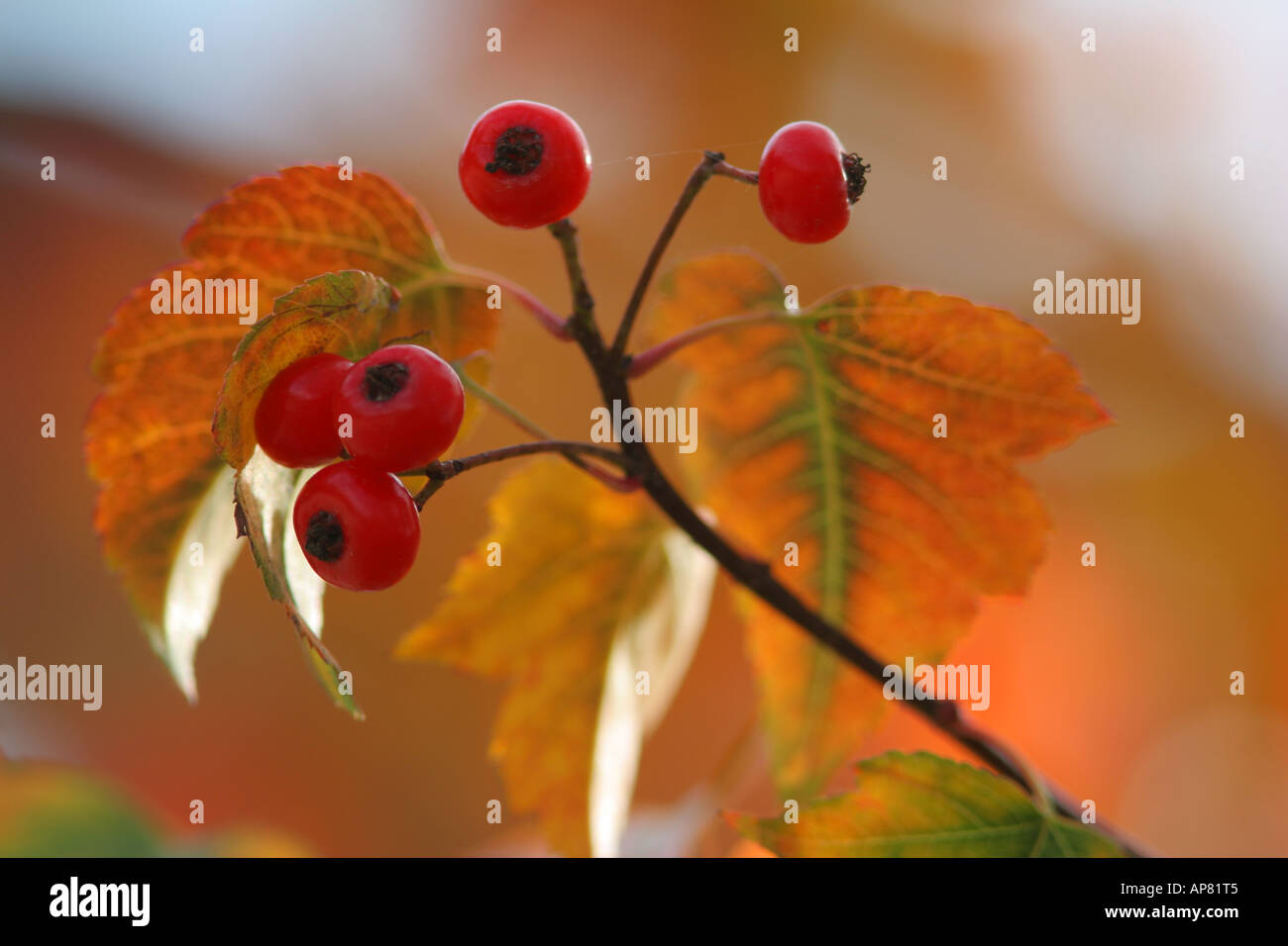 Pllll hi-res stock photography and images - Alamy