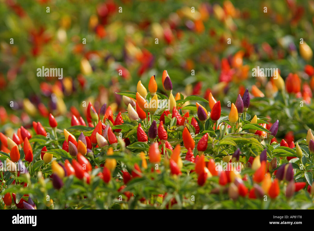 Pllll hi-res stock photography and images - Alamy