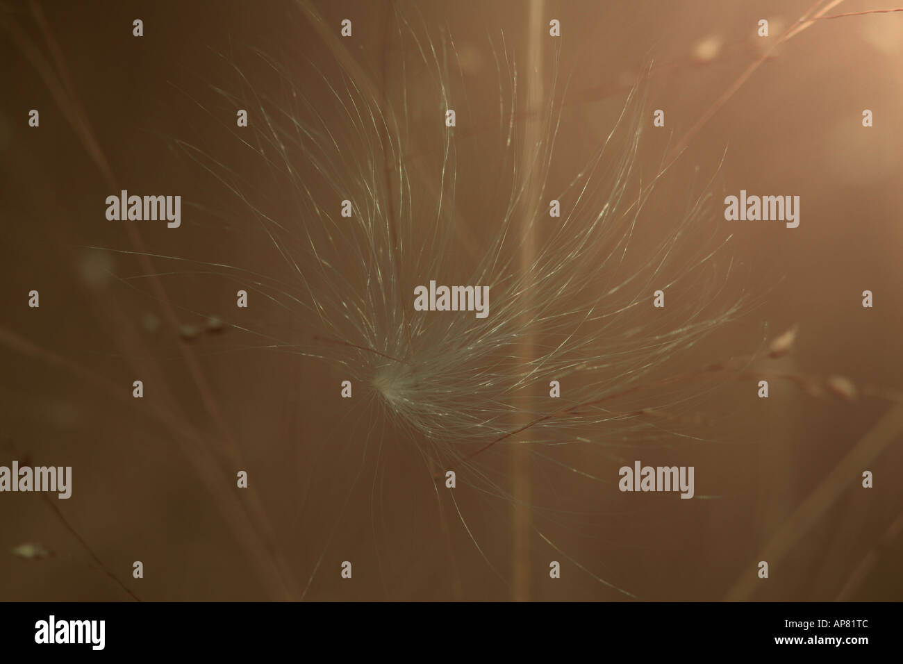 prairie flower seed caught between grasses p keywords praire grass ...