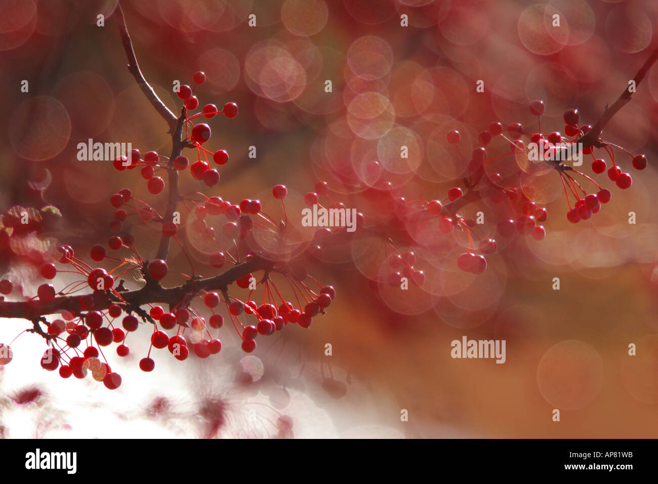 Calocarpa hi-res stock photography and images - Alamy