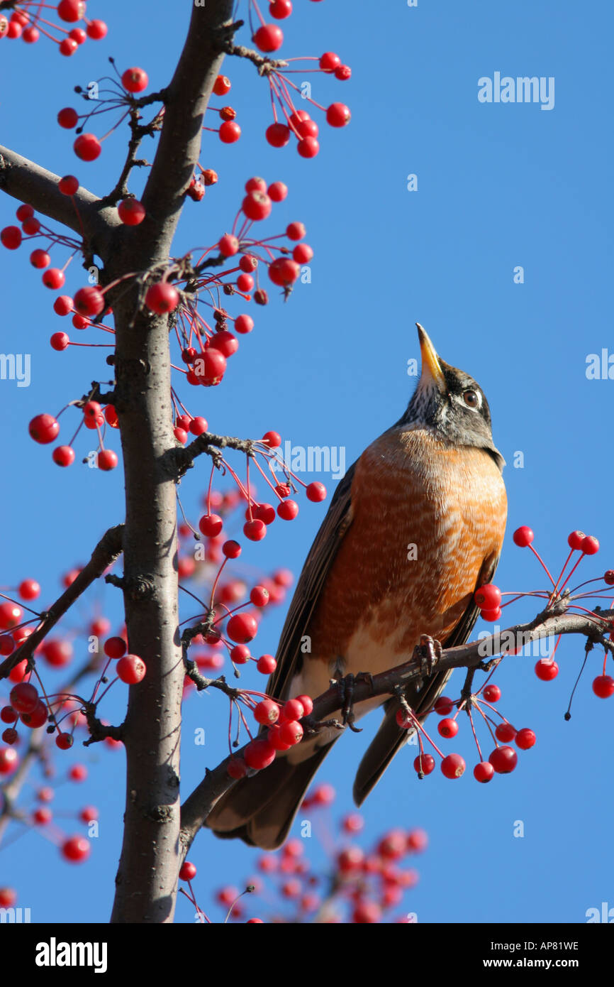 American robin photos hi-res stock photography and images - Alamy