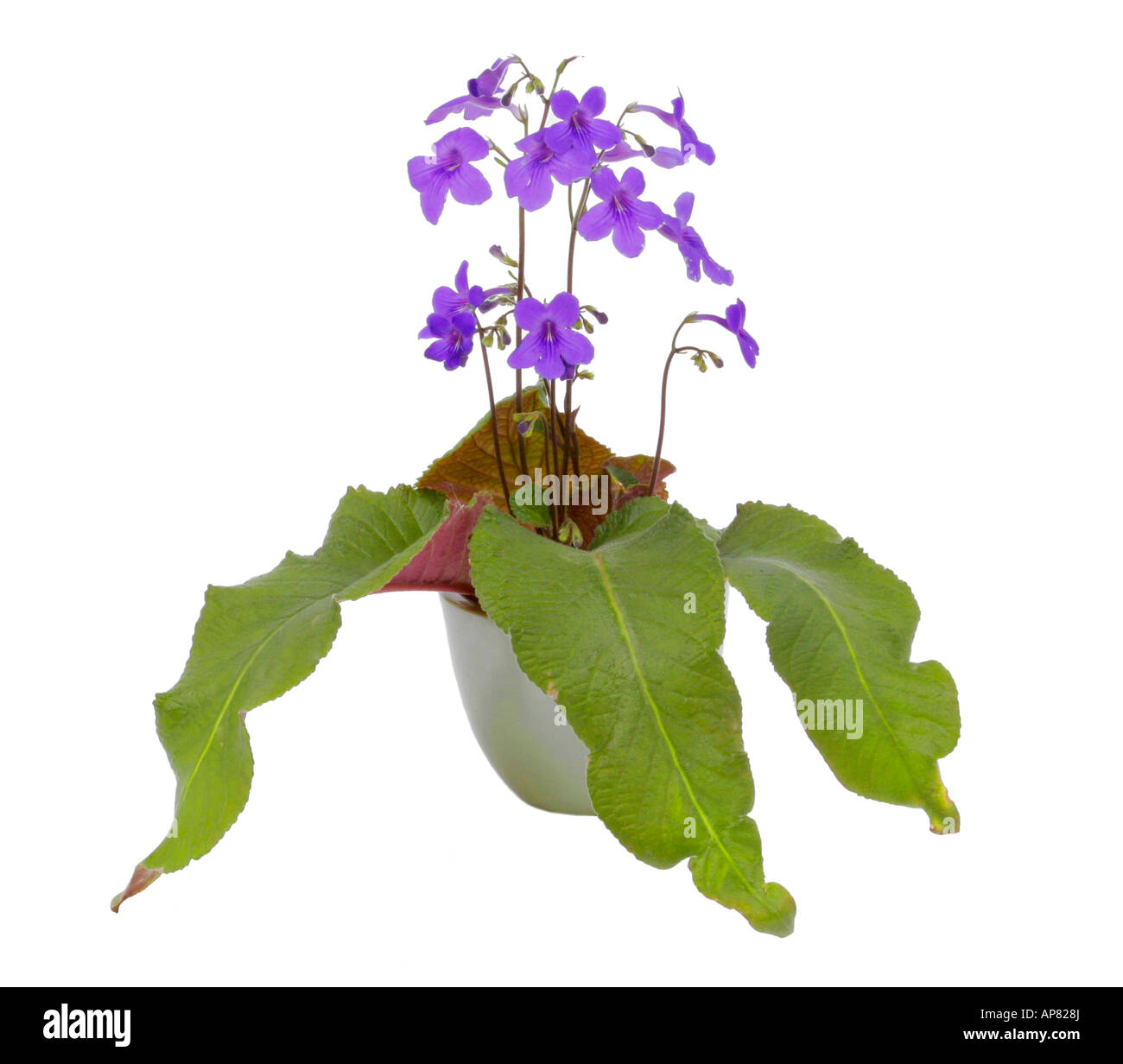 Violet strep Streptocarpus Domino Streptocarpus Domino potted plant ...