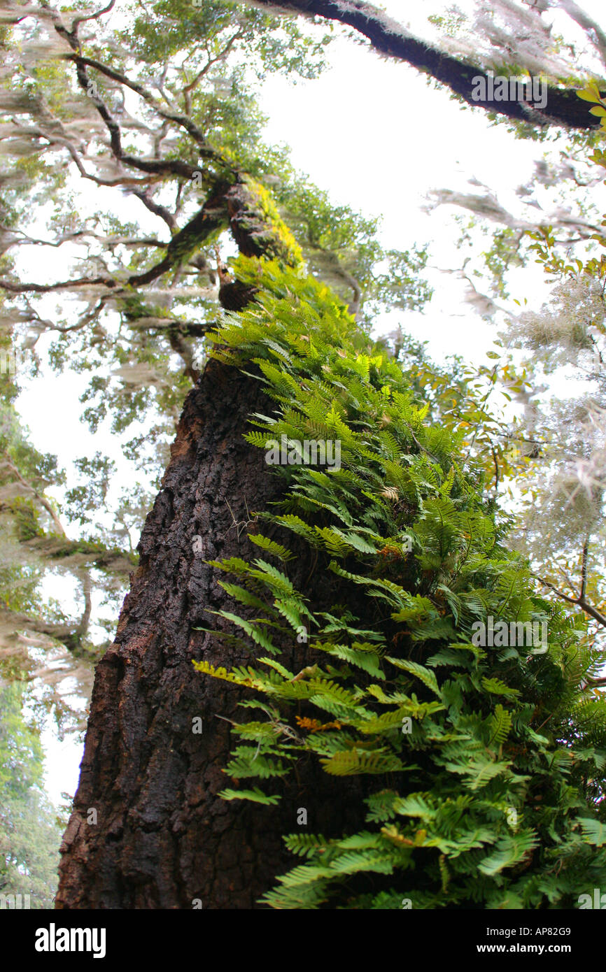 resurrection fern polypodium polypodioides on live oak tree quercus ...