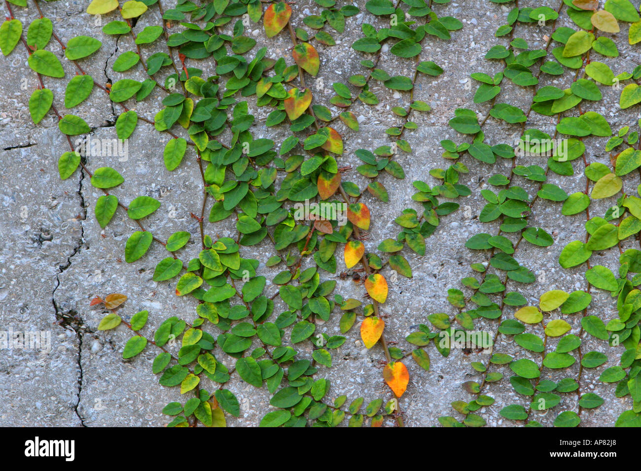 tabby concrete made from lime sand and oyster shells wall at dungeness ...