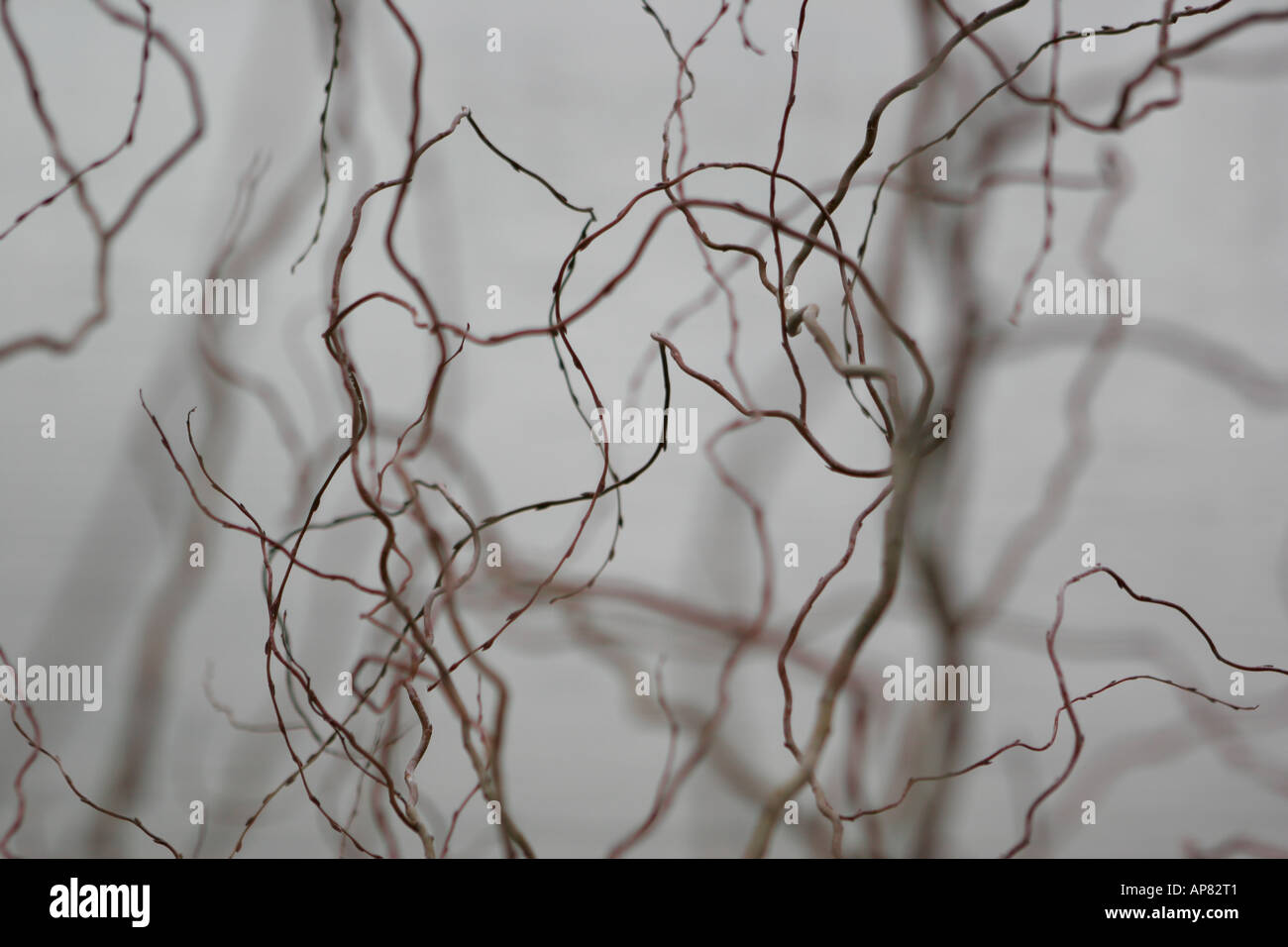 Salix matsudana spring hi-res stock photography and images - Alamy