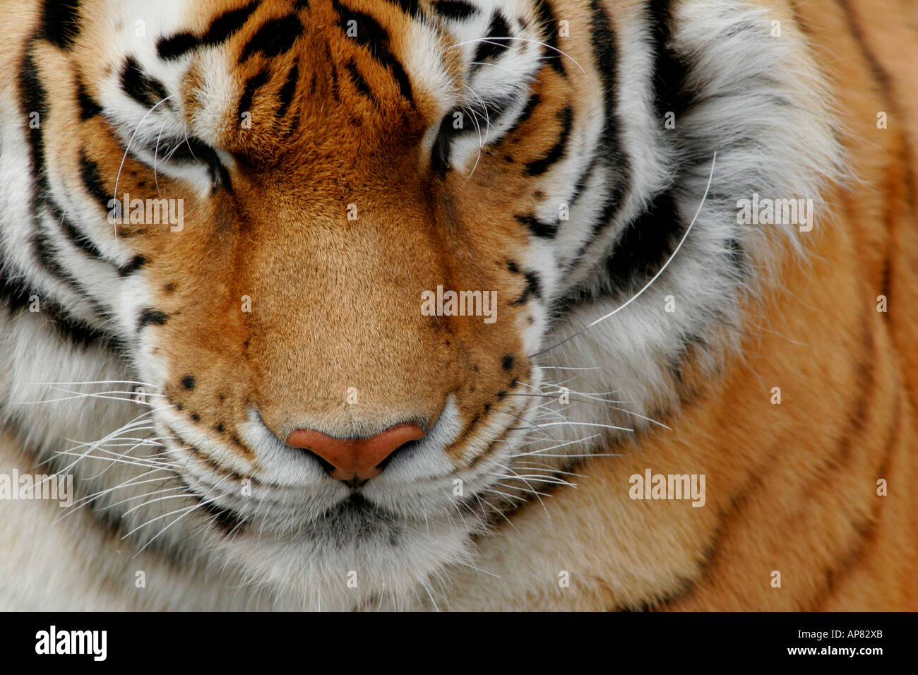 tiger panthera tigris tiger panthera tigris face Stock Photo - Alamy