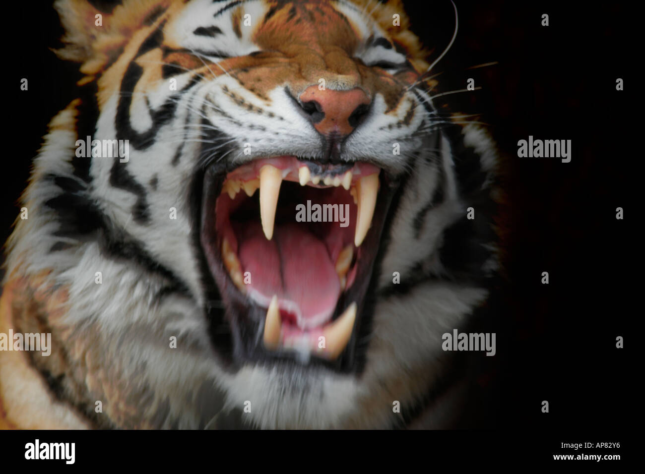 tiger panthera tigris tiger panthera tigris face Stock Photo - Alamy