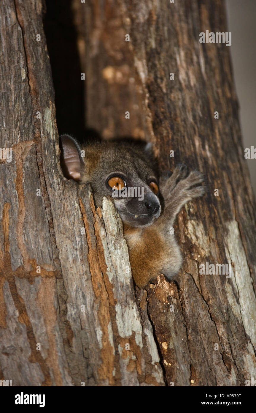 Red-tailed sportive lemur in a tree hole, Lepilemur ruficaudatus ...
