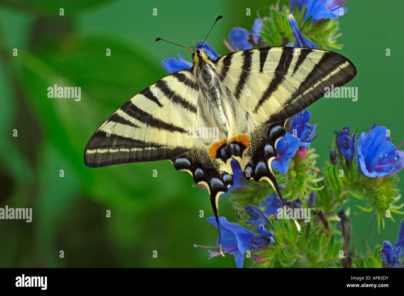 Scarce Swallowtail Sail Swallowtail or Pear tree Swallowtail Iphiclides ...