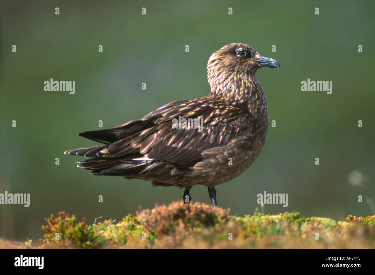 Close-up of Great Skua (Stercorarius skua) bird on grass Stock Photo ...