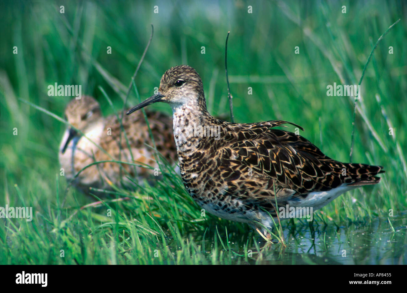Two male birds hi-res stock photography and images - Alamy