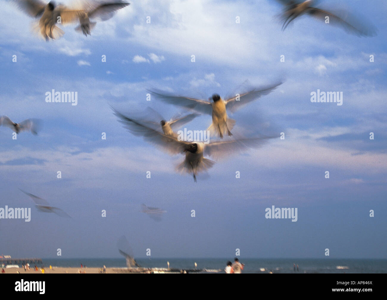 Seagulls in motion flying over the Atlantic City New Jersey beachfront ...