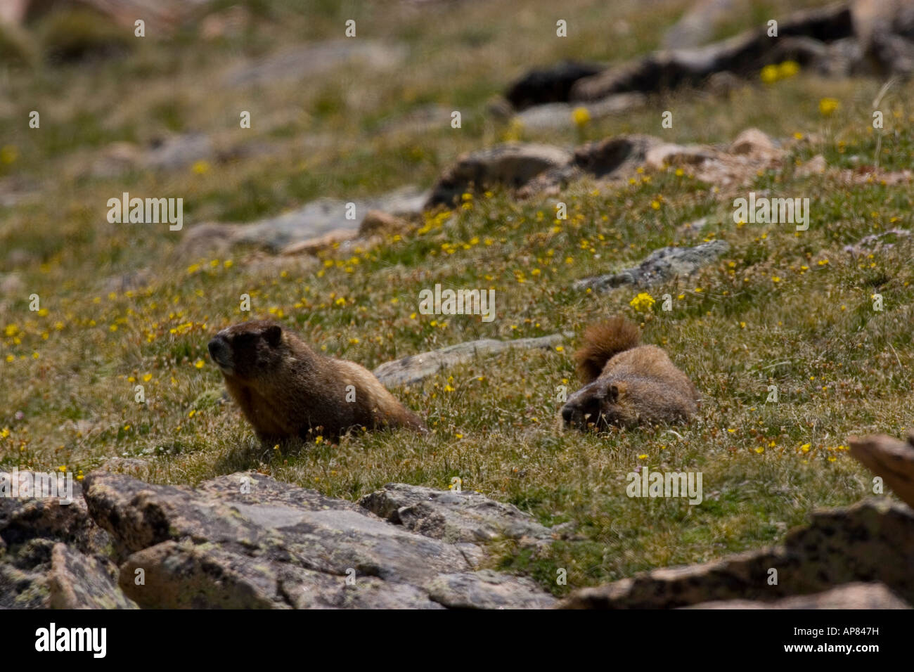 Yellow-bellied Marmot (Marmota flaviventris), also known as the Rock Chuck, is a ground squirrel ...