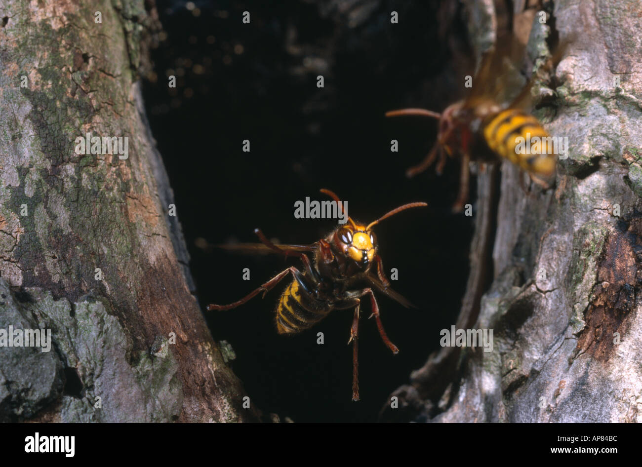 Two wasp flying in hi-res stock photography and images - Alamy