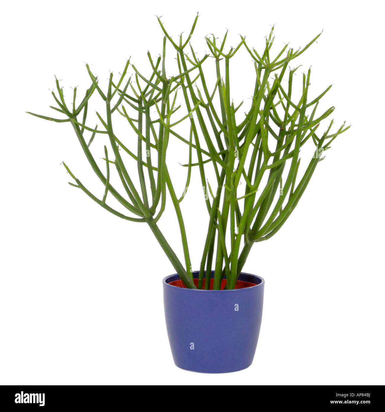 Pencil tree euphorbia tirucalli Cut Out Stock Images & Pictures - Alamy