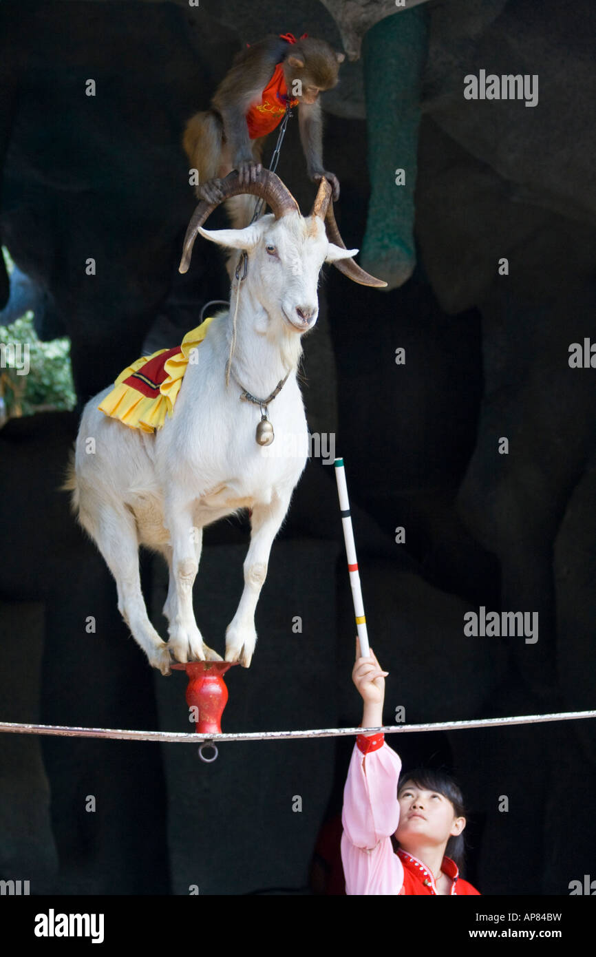 Circus Goat High Resolution Stock Photography and Images - Alamy