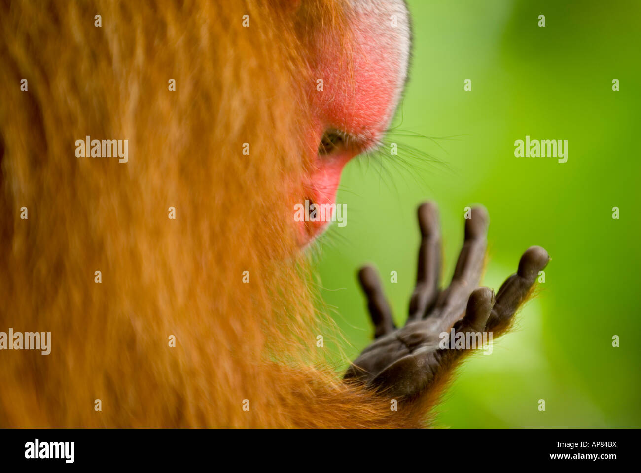 Monkey hand hi-res stock photography and images - Alamy
