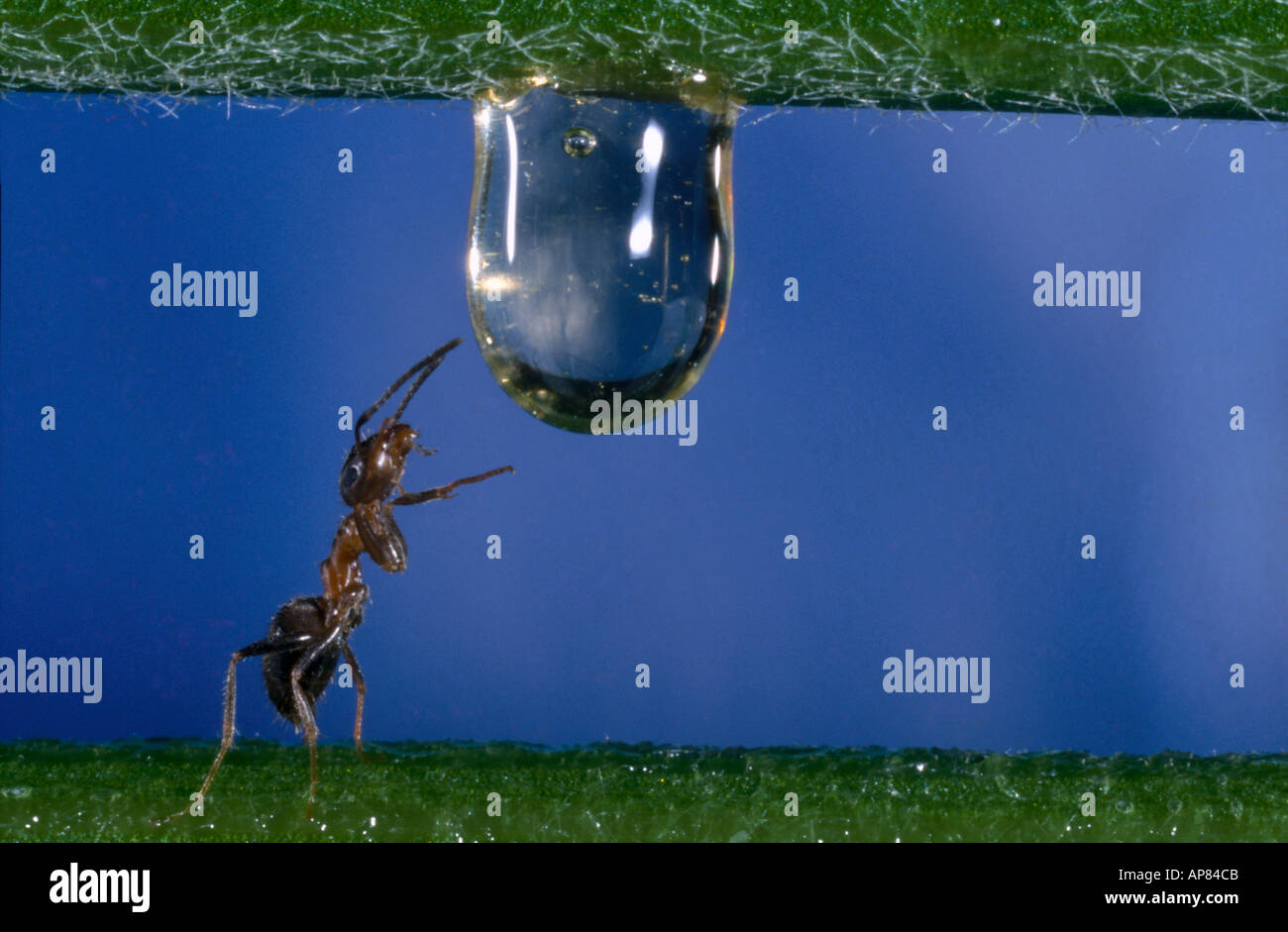 Close-up of wasp drinking water Stock Photo - Alamy
